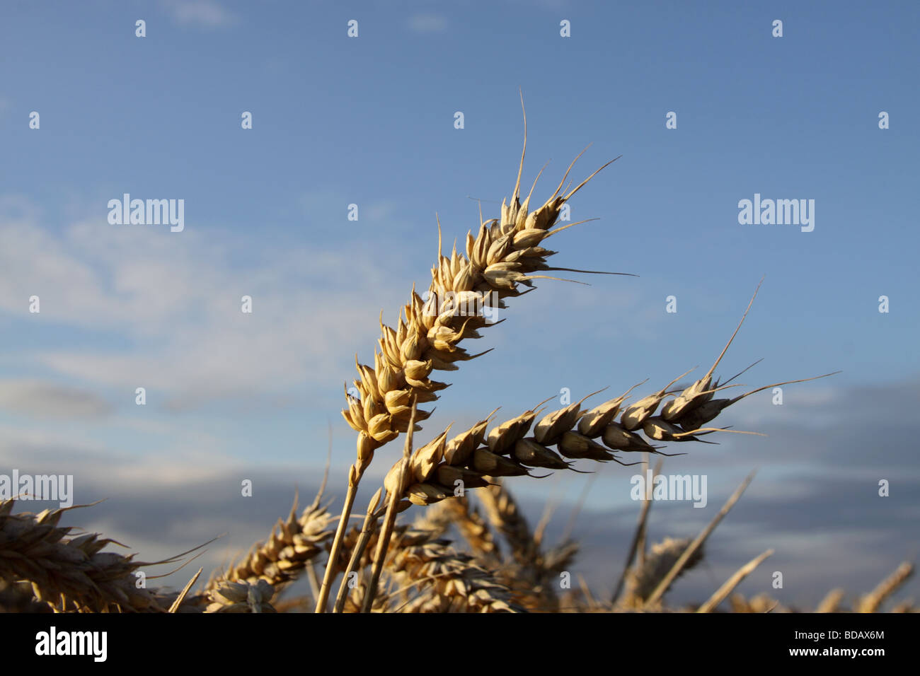 Durhum wheat hi-res stock photography and images - Alamy