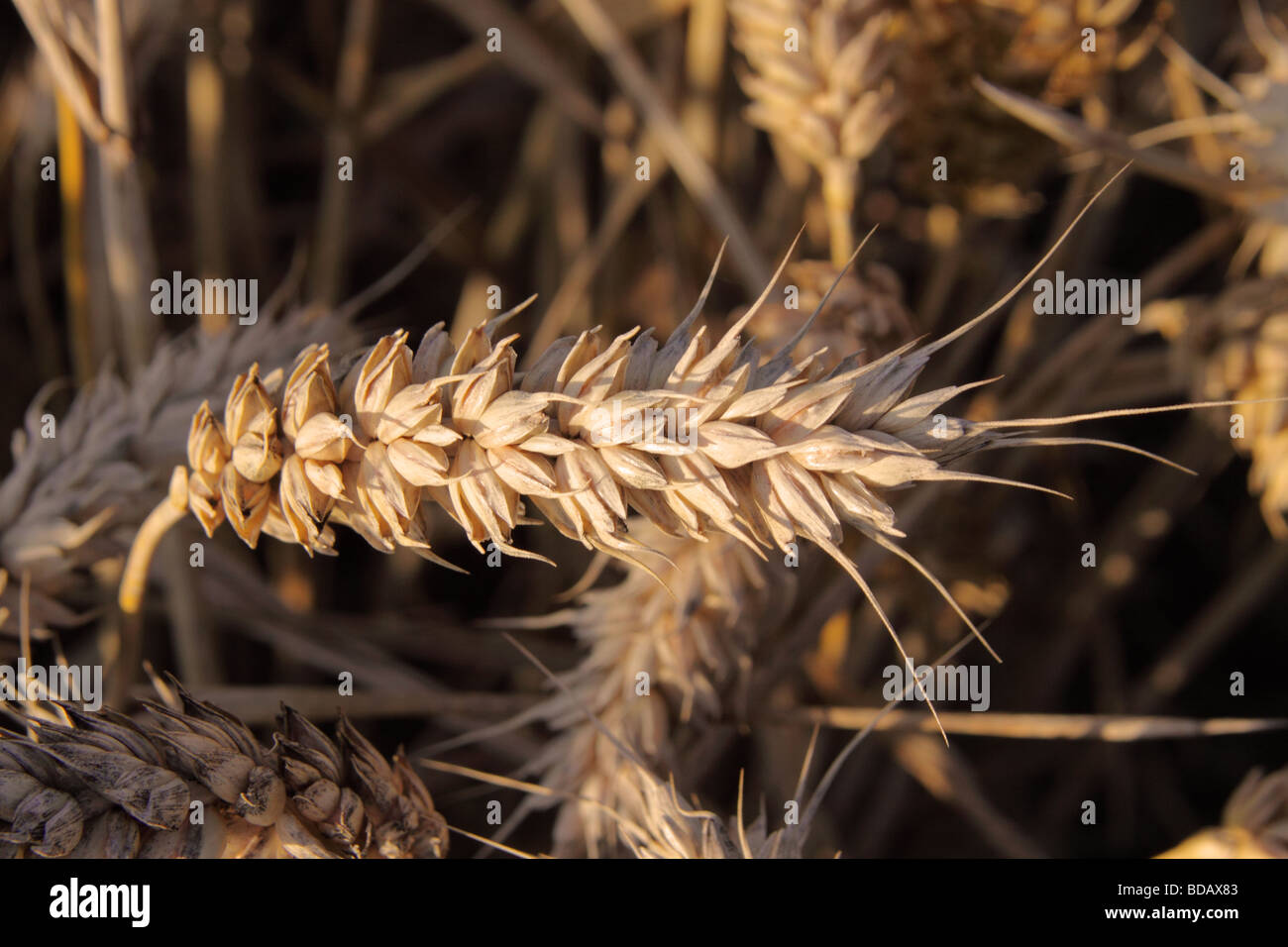 Basic foodstuff hi-res stock photography and images - Alamy
