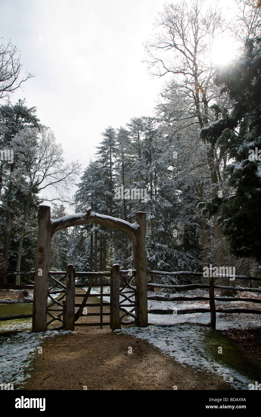 New Forest Snow Hampshire UK Blackwater Arboretum Stock Photo - Alamy