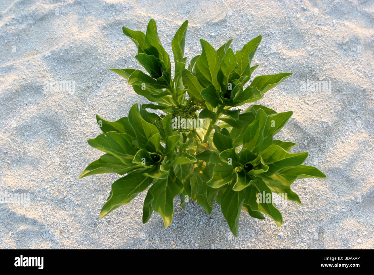 Green shoots economy hi-res stock photography and images - Alamy