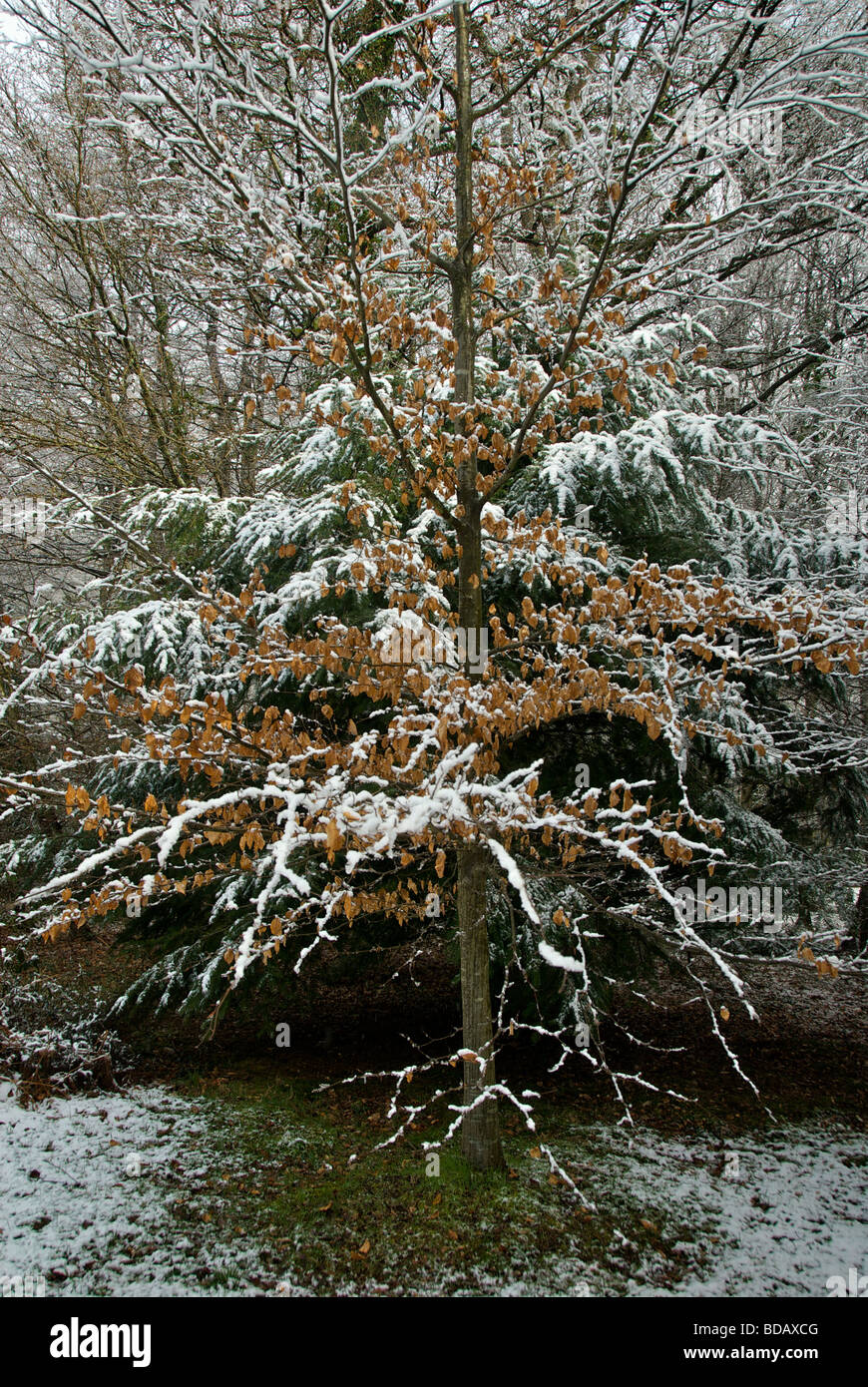 New Forest Snow Hampshire UK Blackwater Arboretum Stock Photo - Alamy