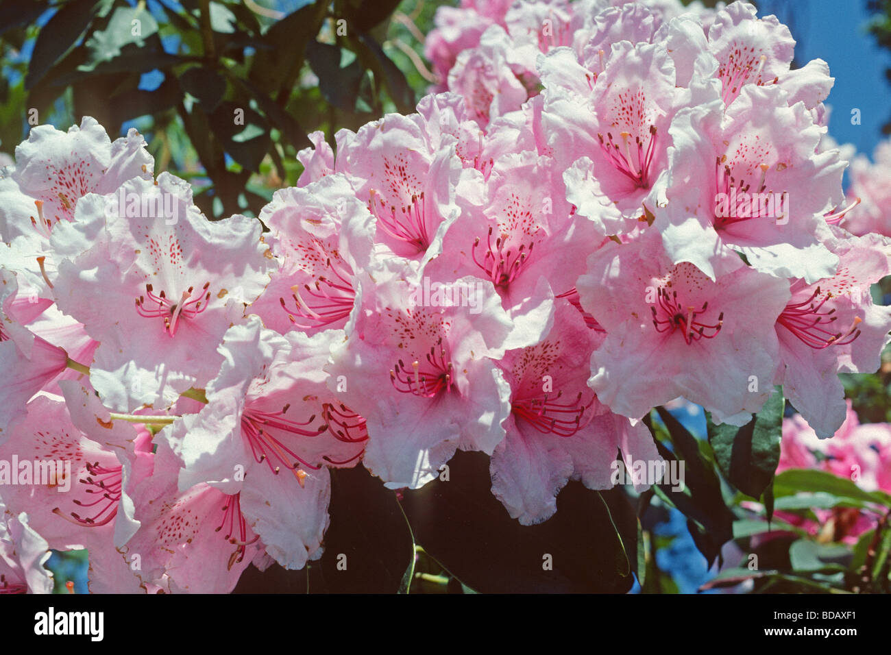 Bright pink rhododendron flowers Stock Photo - Alamy