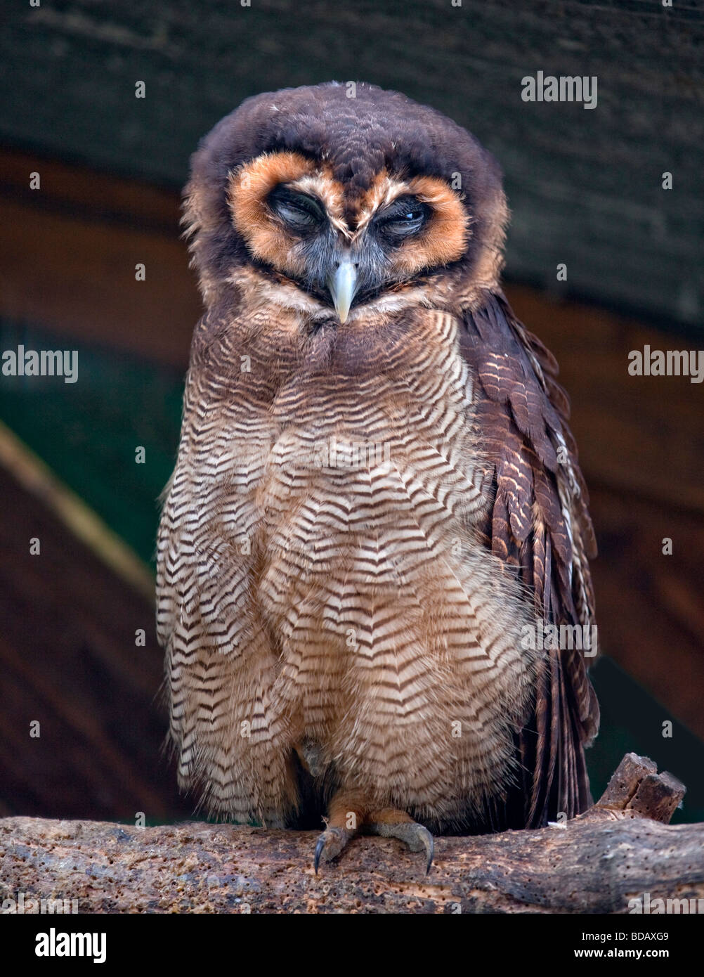 Malayan wood owl hi-res stock photography and images - Alamy