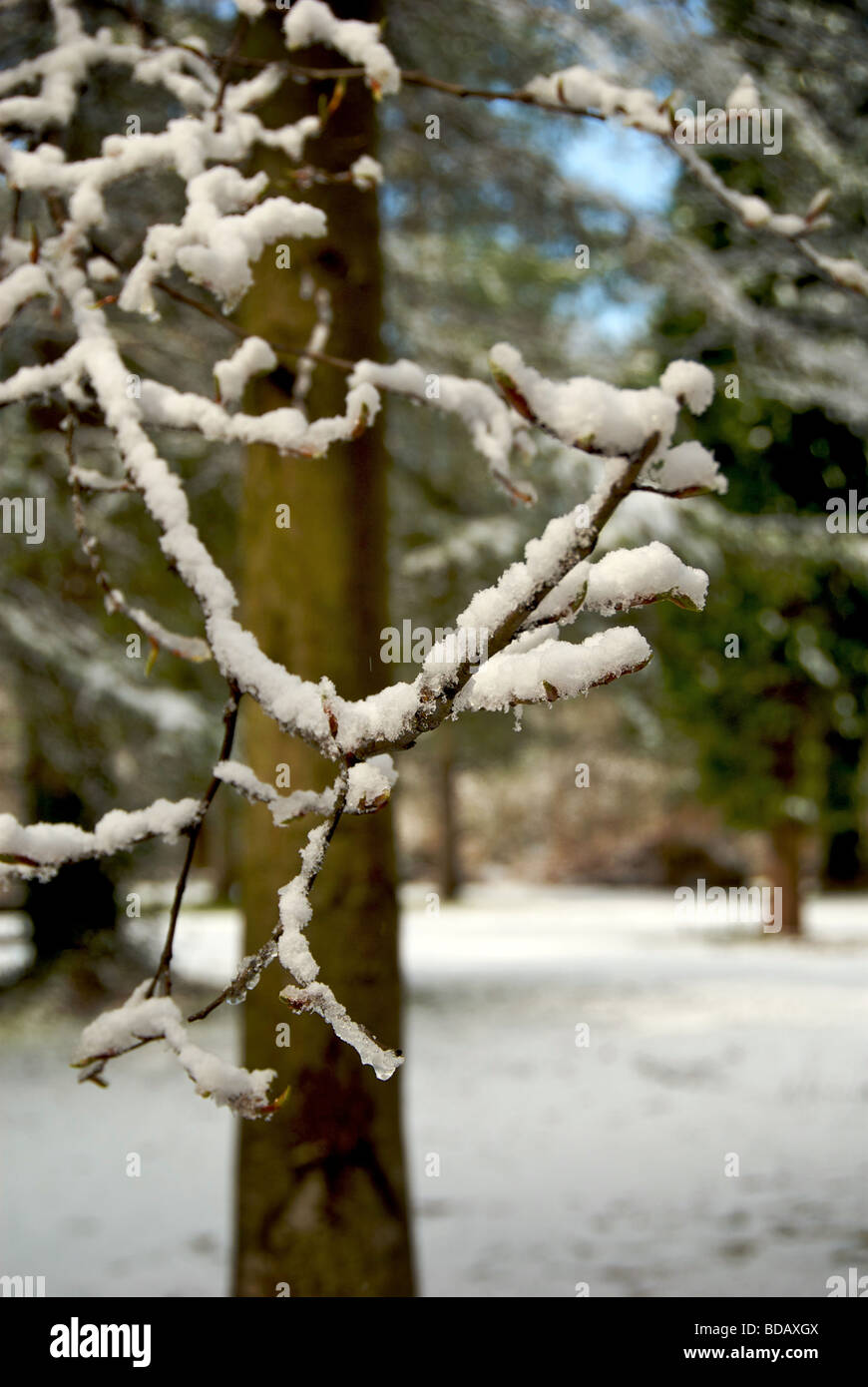 New Forest Snow Hampshire UK Blackwater Arboretum Stock Photo - Alamy