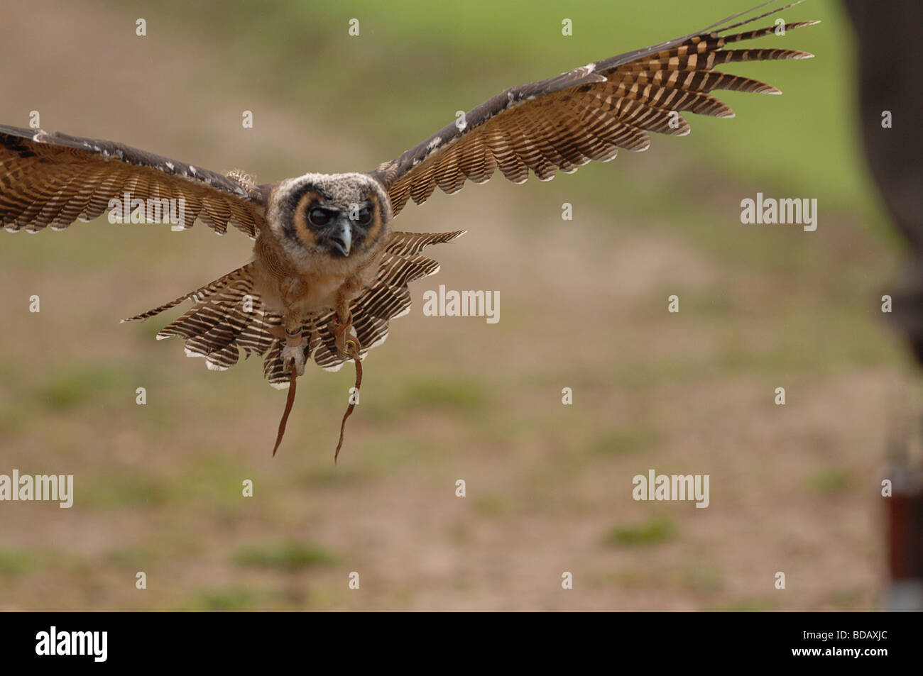 Asian Brown Wood Owl Stock Photo - Alamy