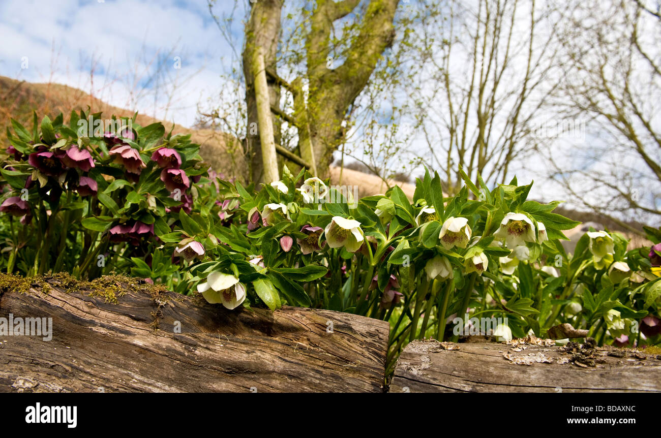 Helleborus hi-res stock photography and images - Alamy