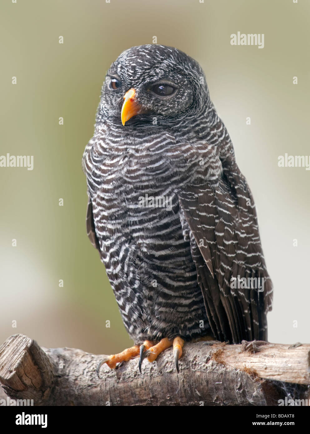 Black owls hi-res stock photography and images - Alamy