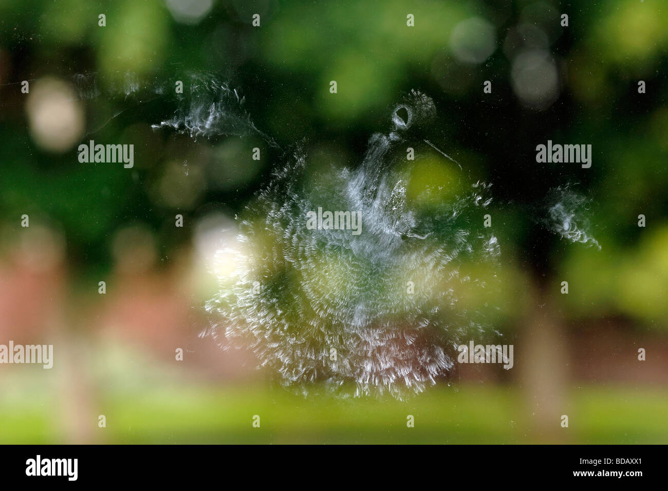 Bird hit window hi-res stock photography and images - Alamy
