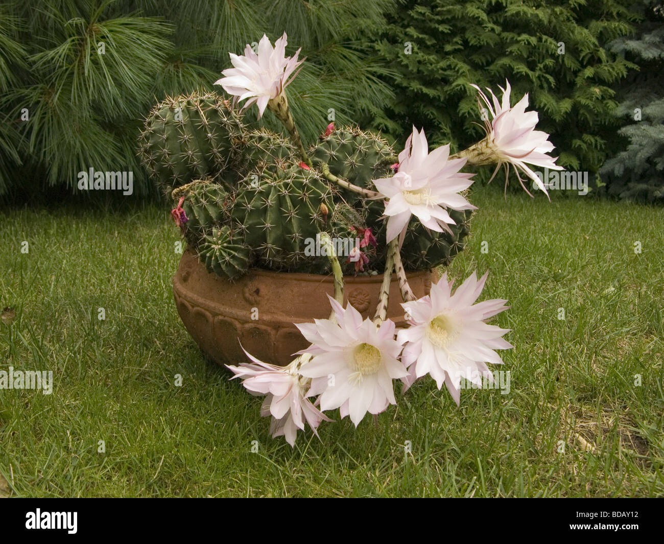 Cactus flower hi-res stock photography and images - Alamy