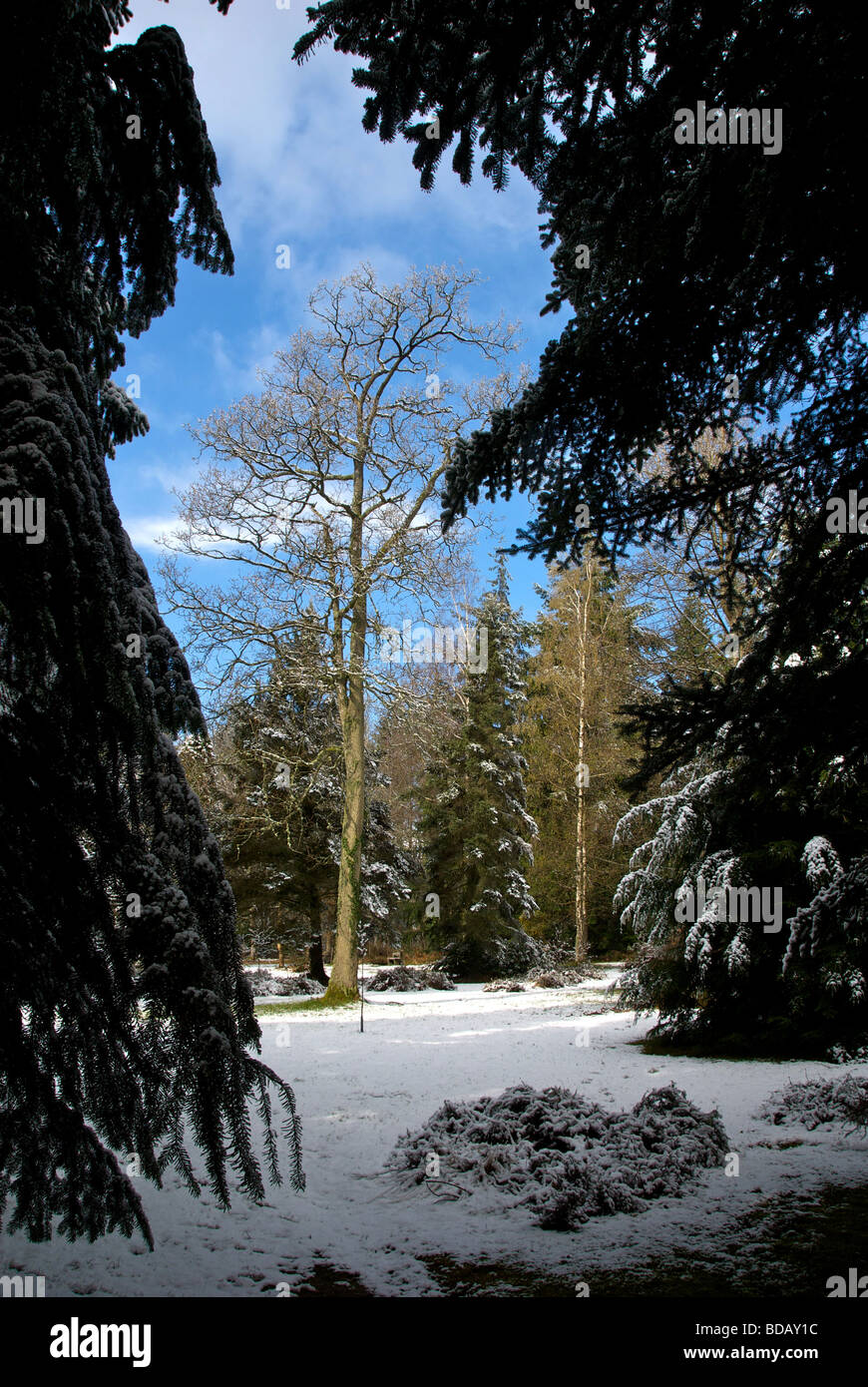 Tree Snow New Forest England