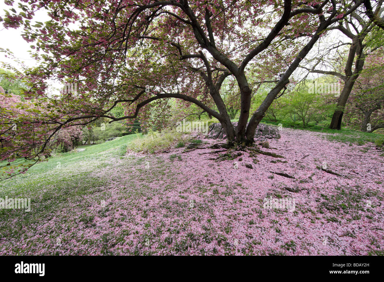 Cherry Tree Prunus sargentii with fresh pink flowers in Spring in New ...
