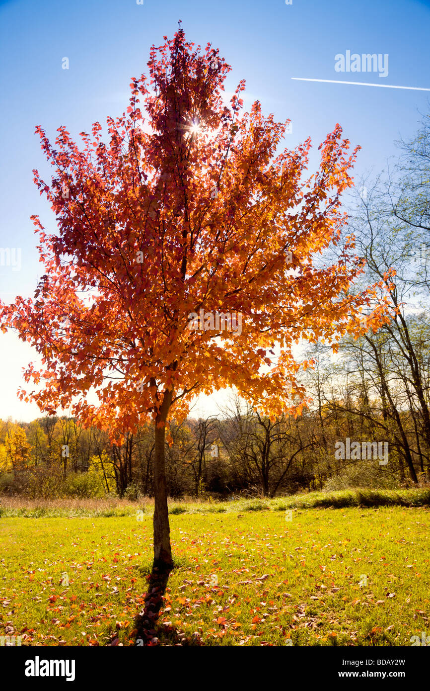 Lonely tree in fall Stock Photo - Alamy