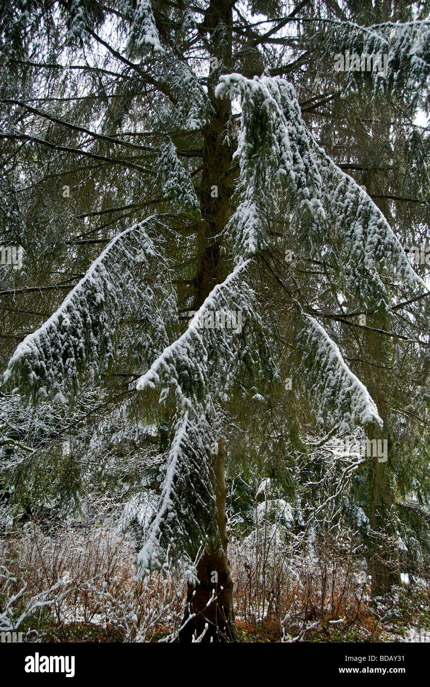 New Forest Snow Hampshire UK Blackwater Arboretum Stock Photo - Alamy