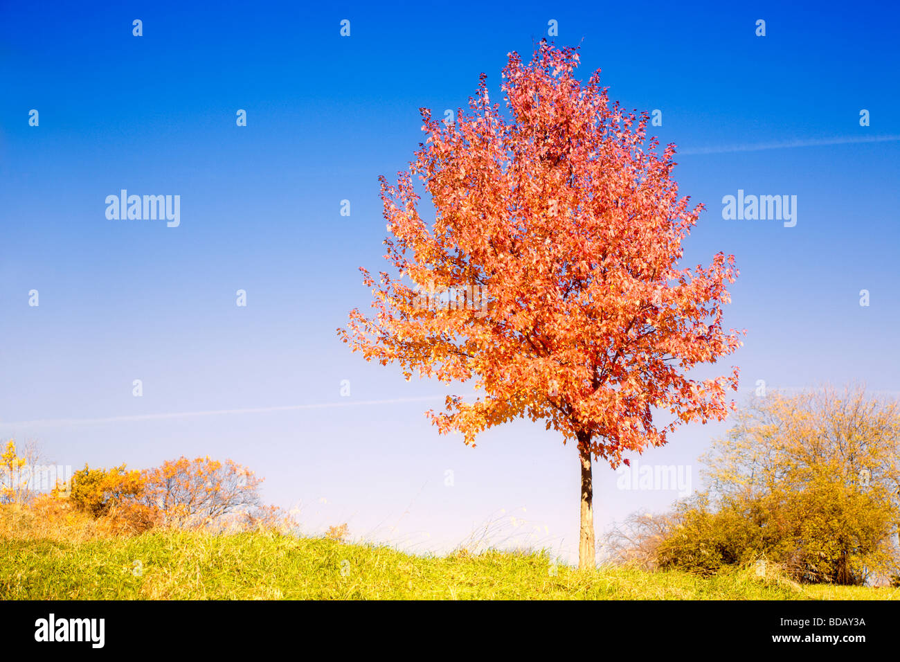 Lonely tree in fall Stock Photo - Alamy