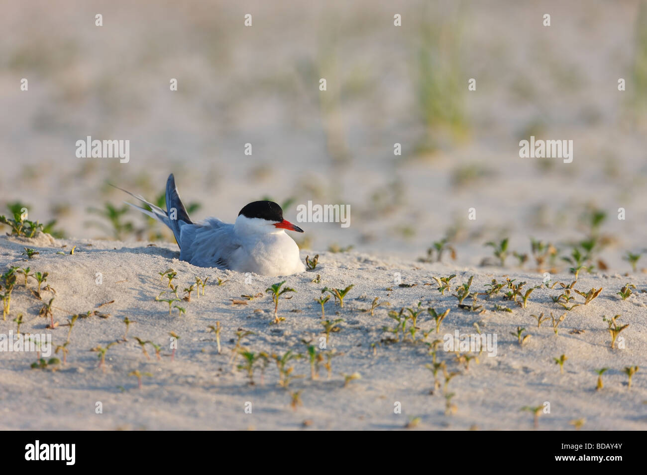 Common tern nest hi-res stock photography and images - Alamy