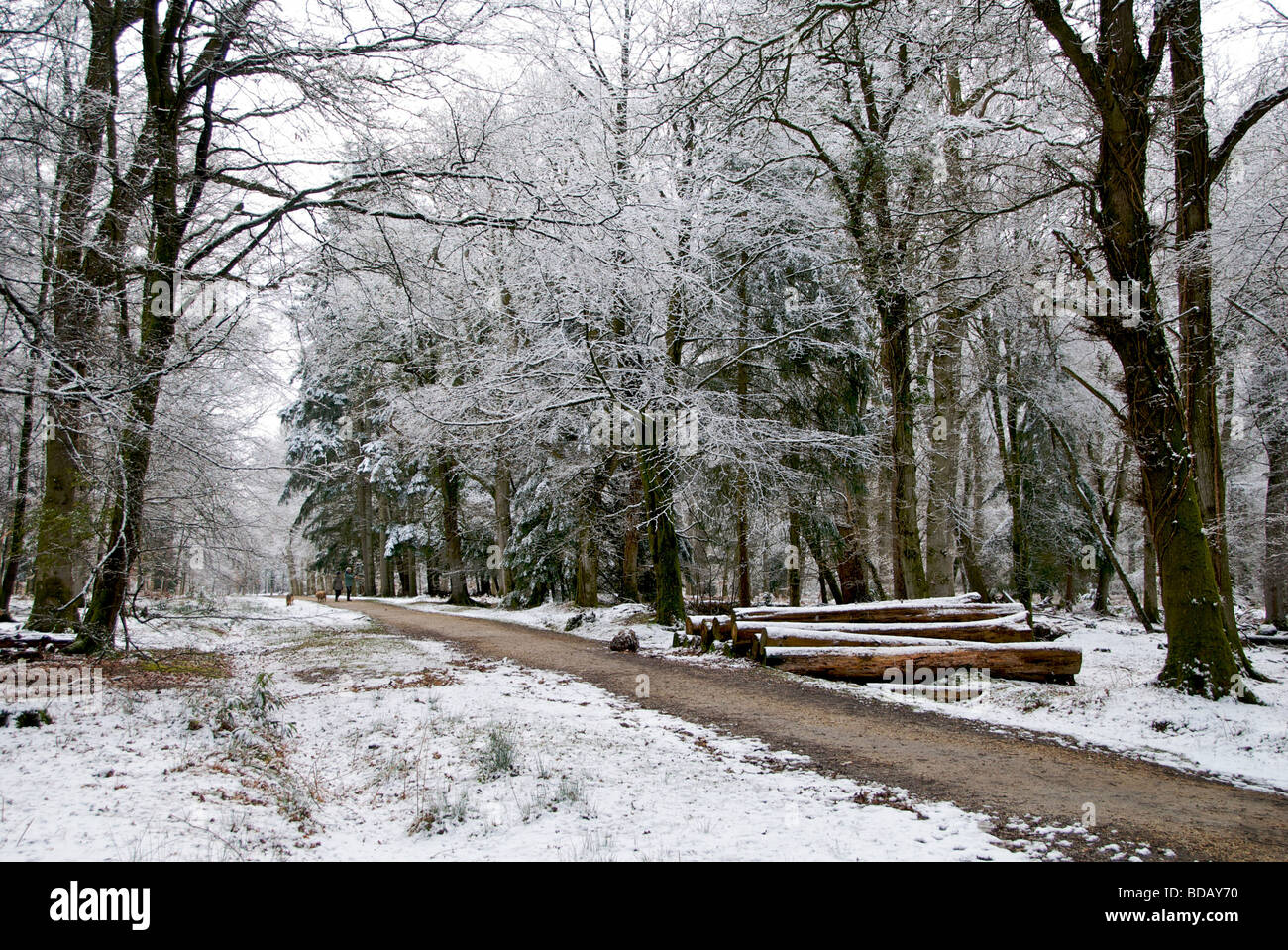 New Forest Snow Hampshire UK Stock Photo - Alamy