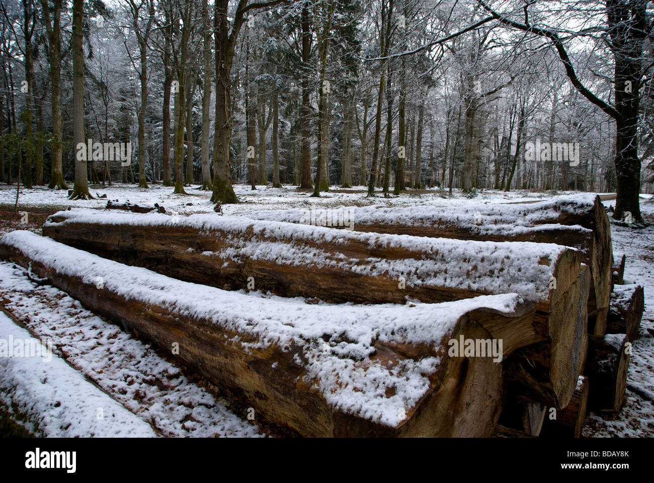 New Forest Snow Hampshire UK Stock Photo - Alamy