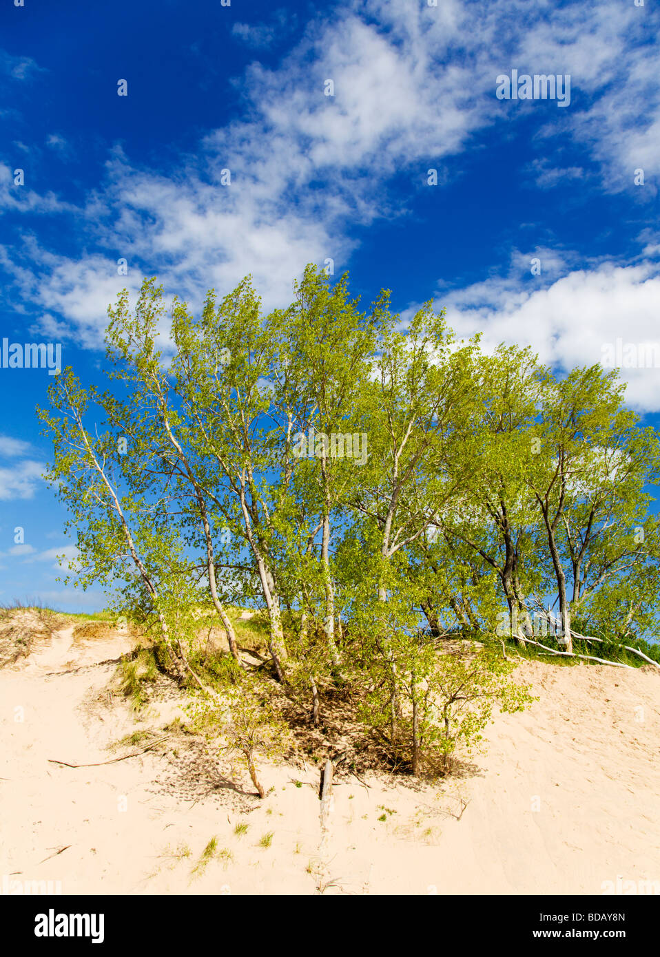 White oasis hi-res stock photography and images - Alamy
