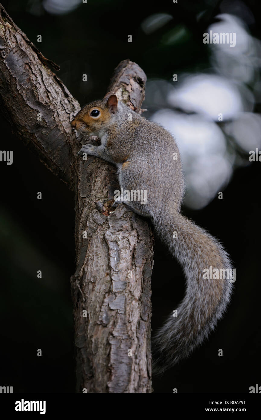 Grey Squirrel In Tree (Sciurus carolinensis Stock Photo - Alamy