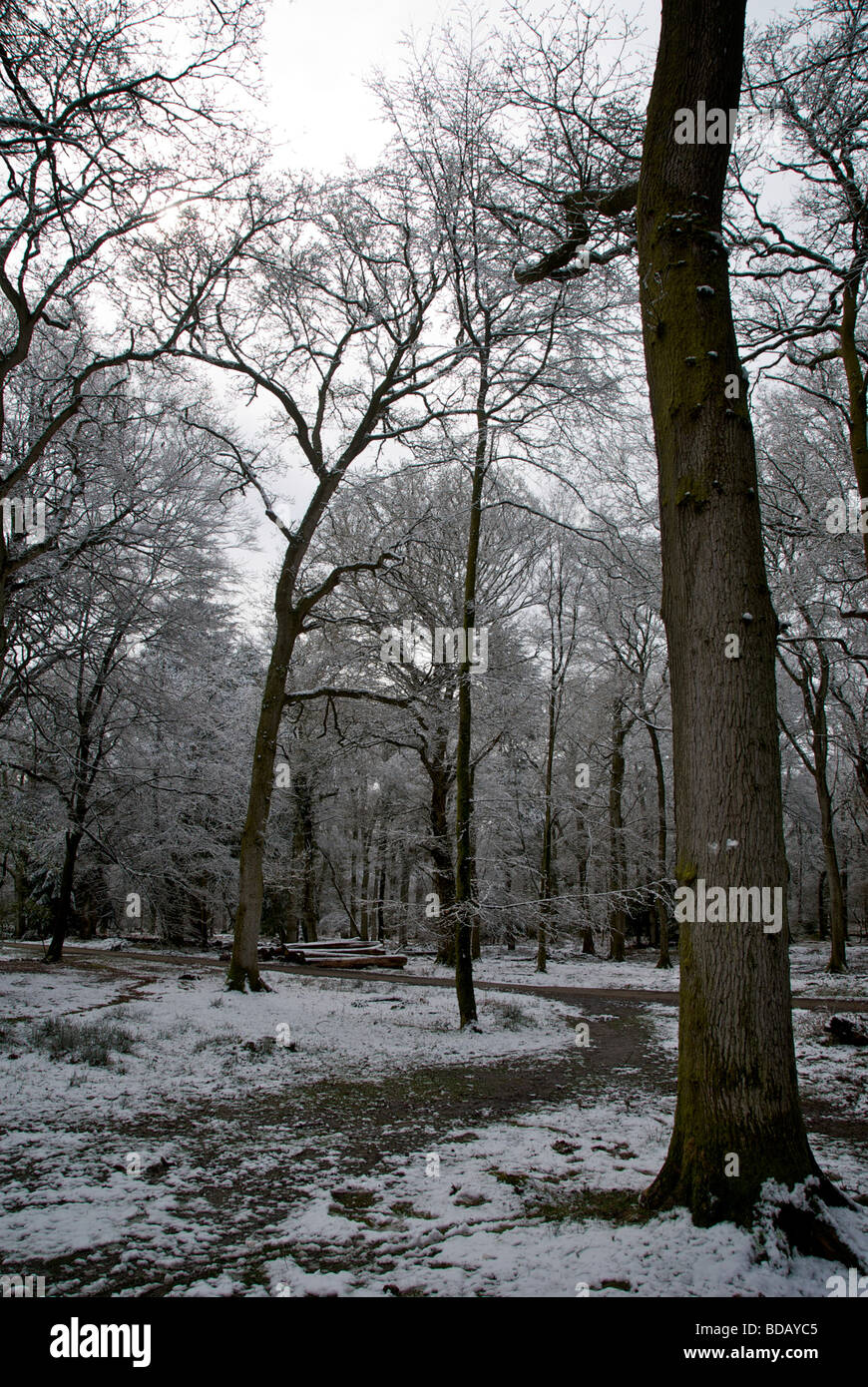 New Forest Snow Hampshire UK Stock Photo - Alamy