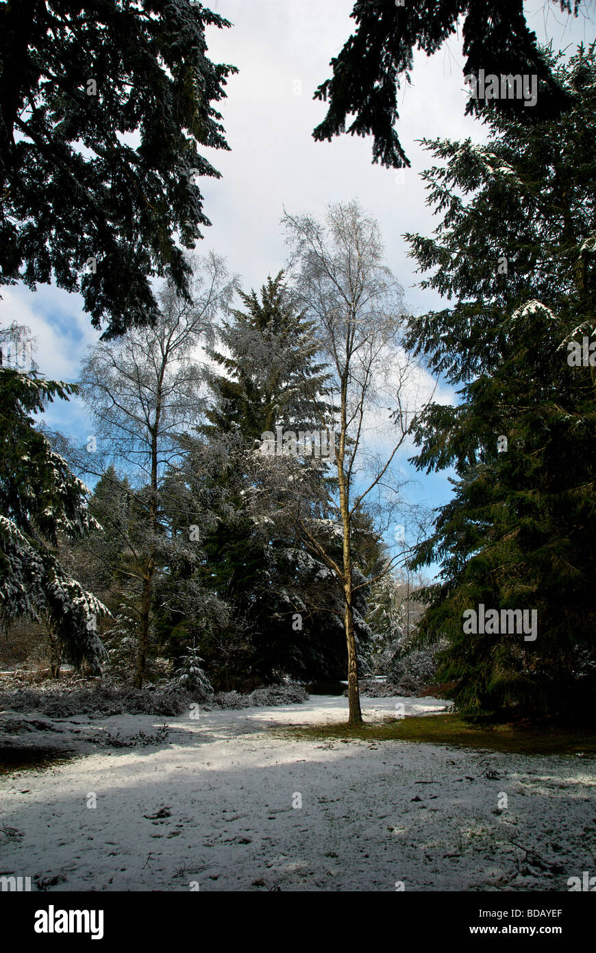 New Forest Snow Hampshire UK Blackwater Arboretum Stock Photo - Alamy