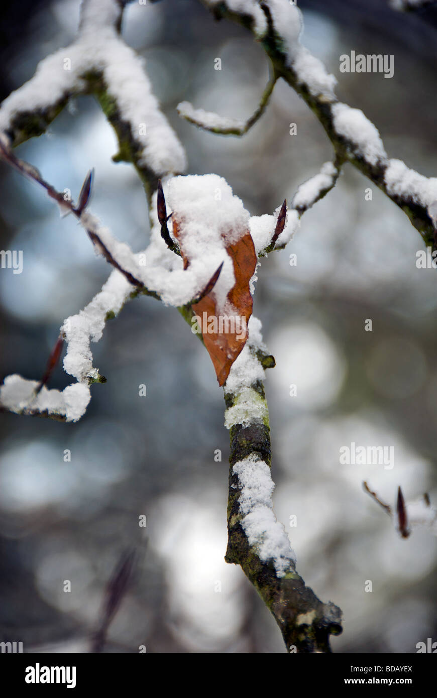 New Forest Snow Hampshire UK Blackwater Arboretum Stock Photo - Alamy
