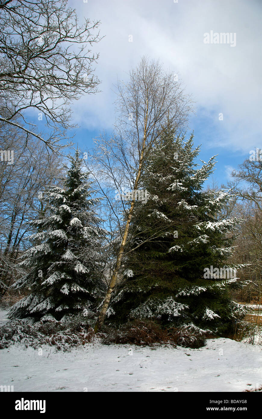 New Forest Snow Hampshire UK Blackwater Arboretum Stock Photo - Alamy