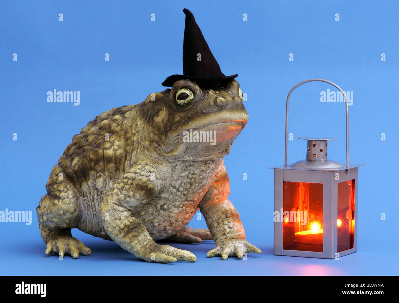 A toad wearing a witches hat with an orange lantern Stock Photo - Alamy