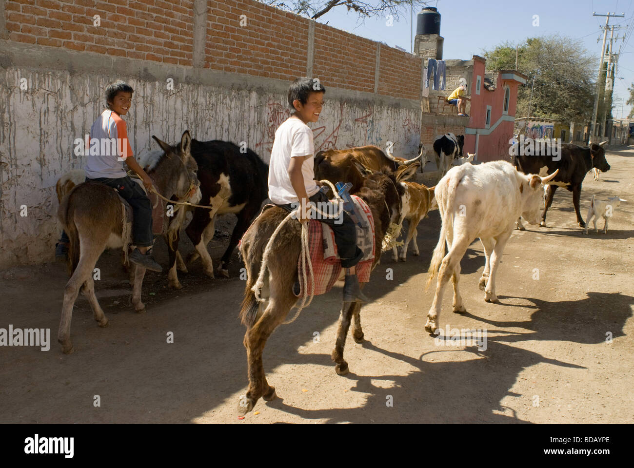 Young boys on donkeys drive cattle on the main street of the town of ...