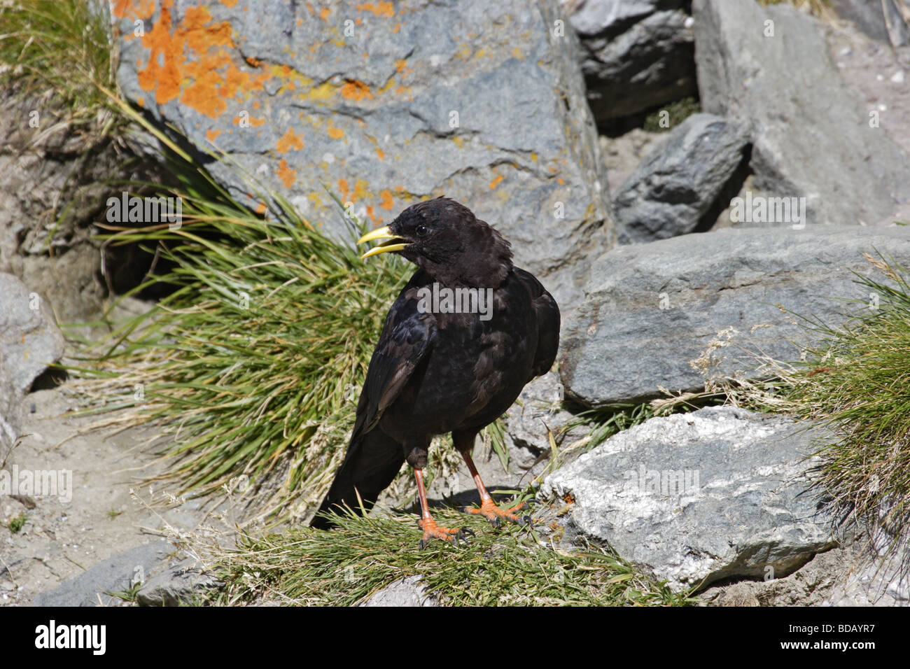 Alpine chough germany hi-res stock photography and images - Alamy
