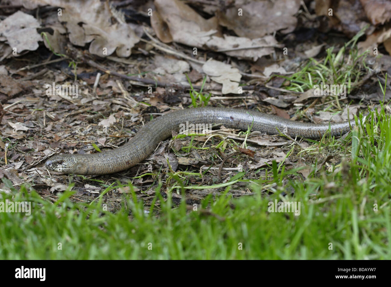 Diploglossa High Resolution Stock Photography and Images - Alamy