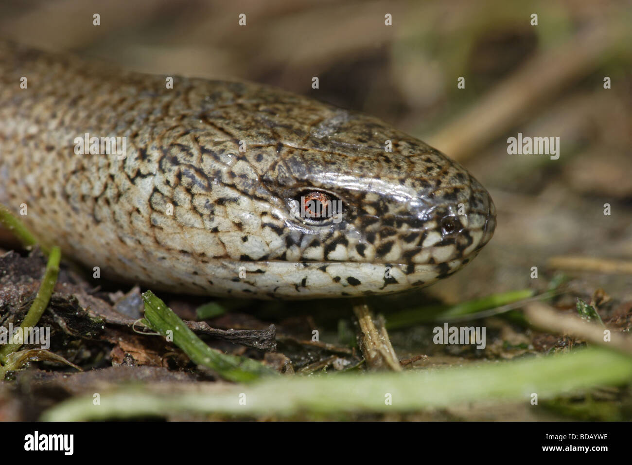 Blindschleiche blindworm (Anguis fragilis Stock Photo - Alamy