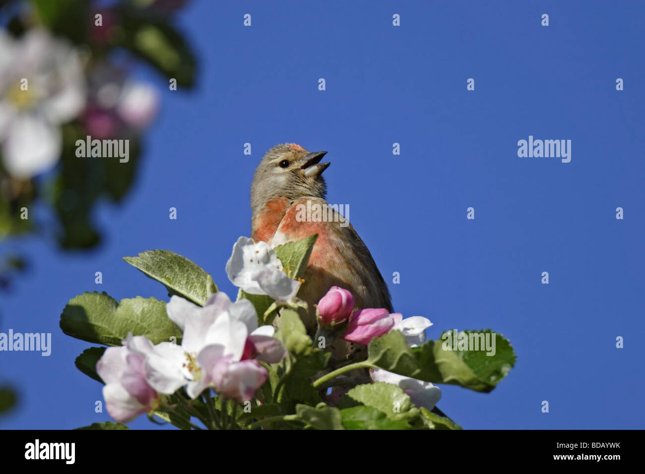 Finches of europe hi-res stock photography and images - Alamy