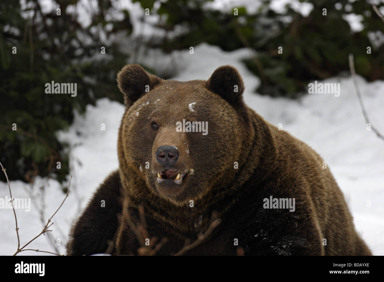 Braunbär (Ursus arctos) brown bear Stock Photo - Alamy