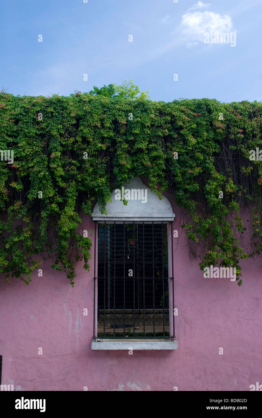 A colorful wall and vines frame a traditional type of window in a house ...
