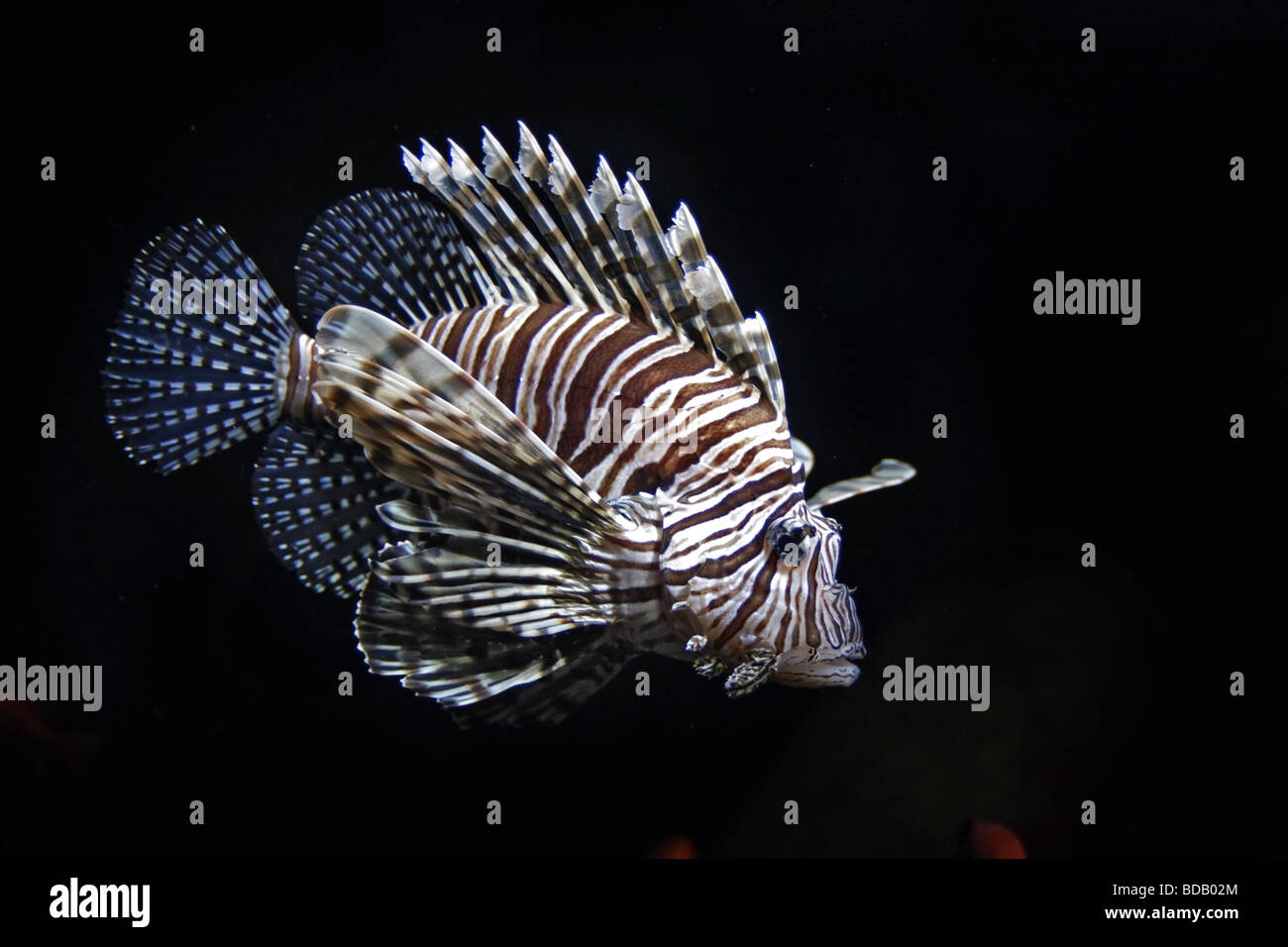 Rotfeuerfisch Feuerfisch Lionfish Stock Photo - Alamy