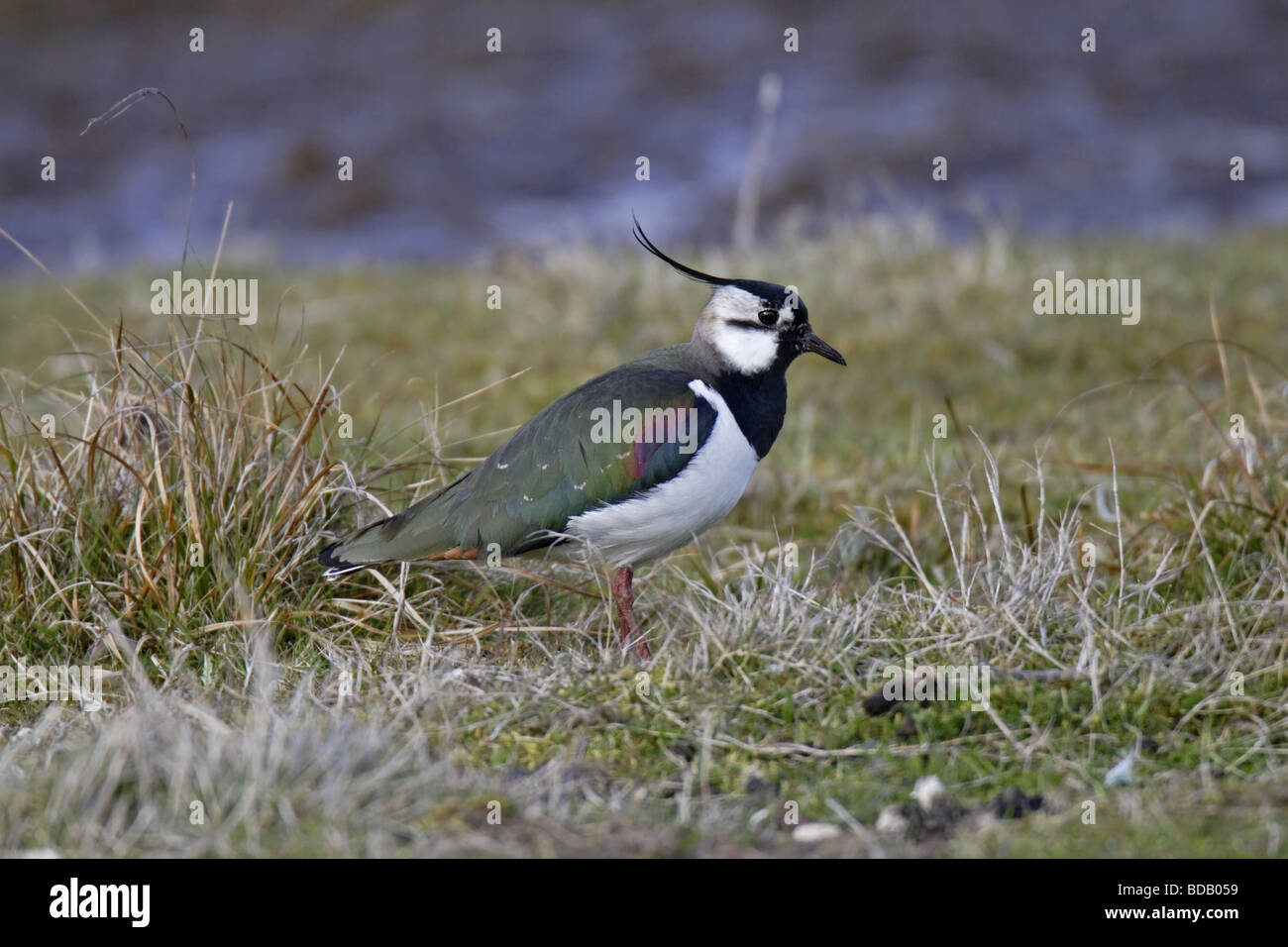 Lapwing peewit bird hi-res stock photography and images - Alamy