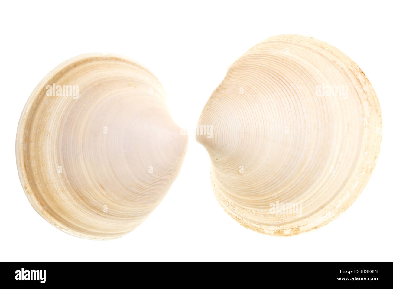 Seashells isolated on white background Stock Photo - Alamy