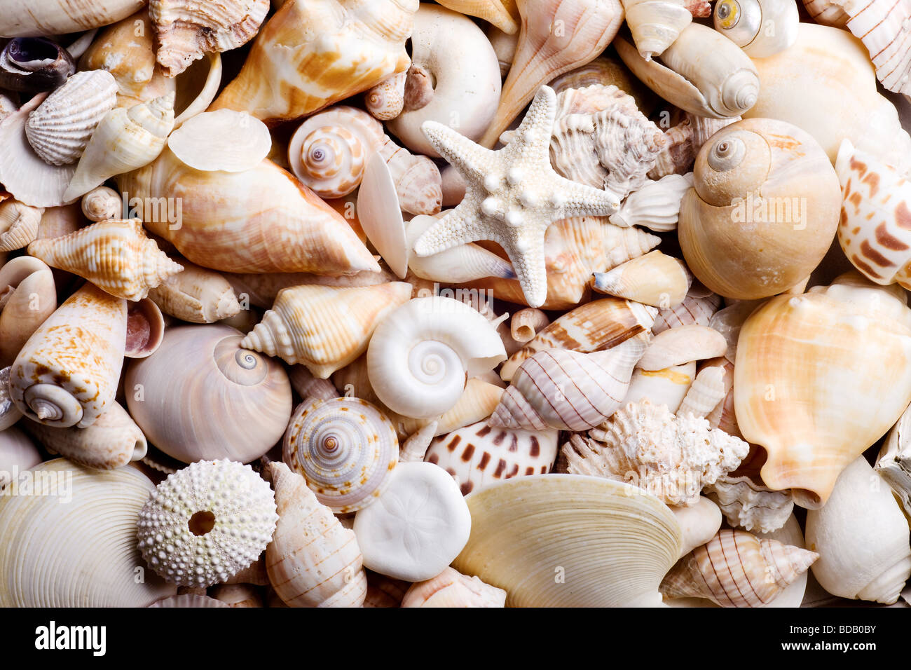 seashell background with various kinds of shells Stock Photo - Alamy