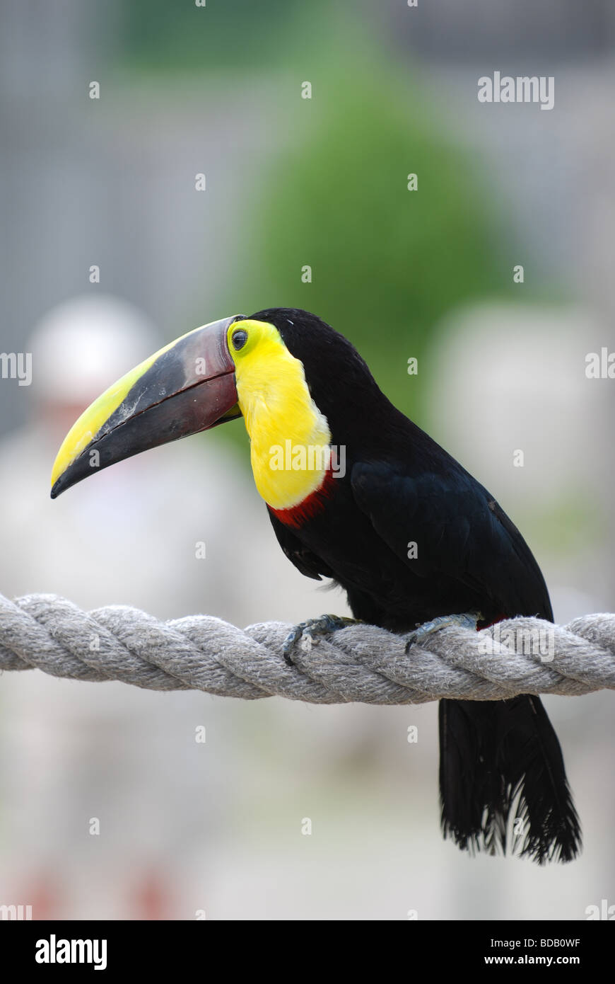 Tropical birdlife hi-res stock photography and images - Alamy