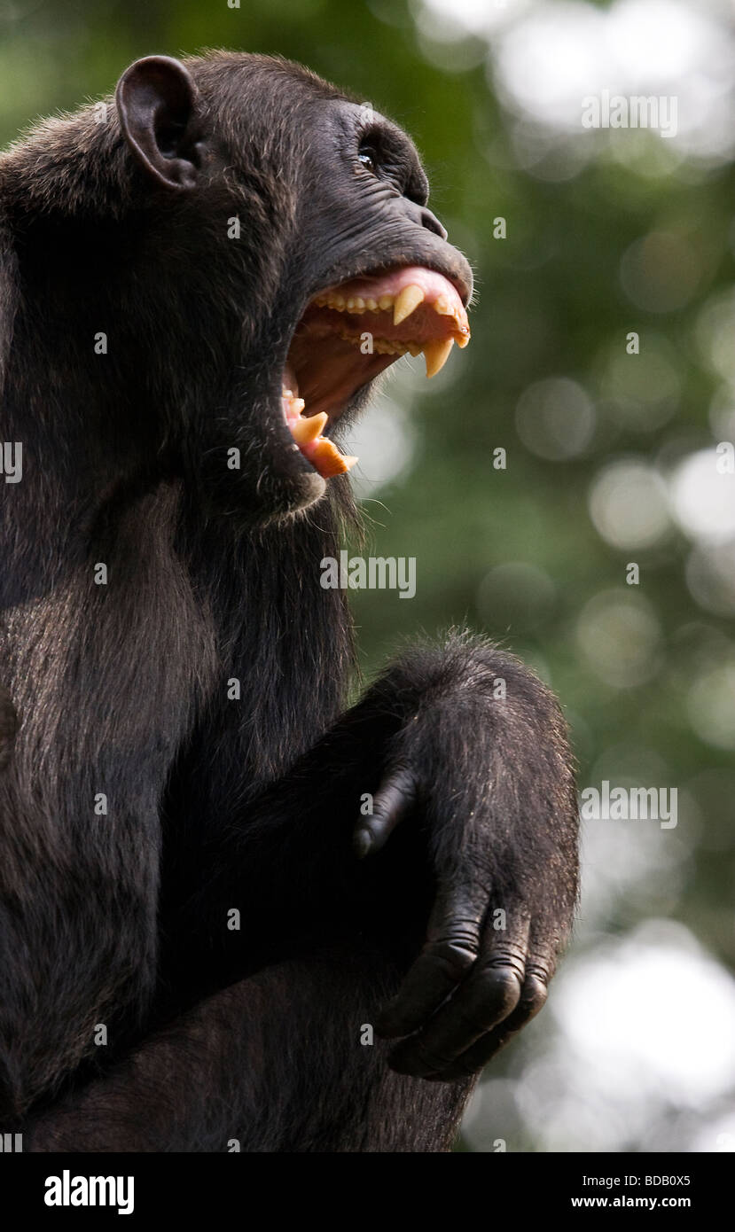 Chimpanzee Attack Video