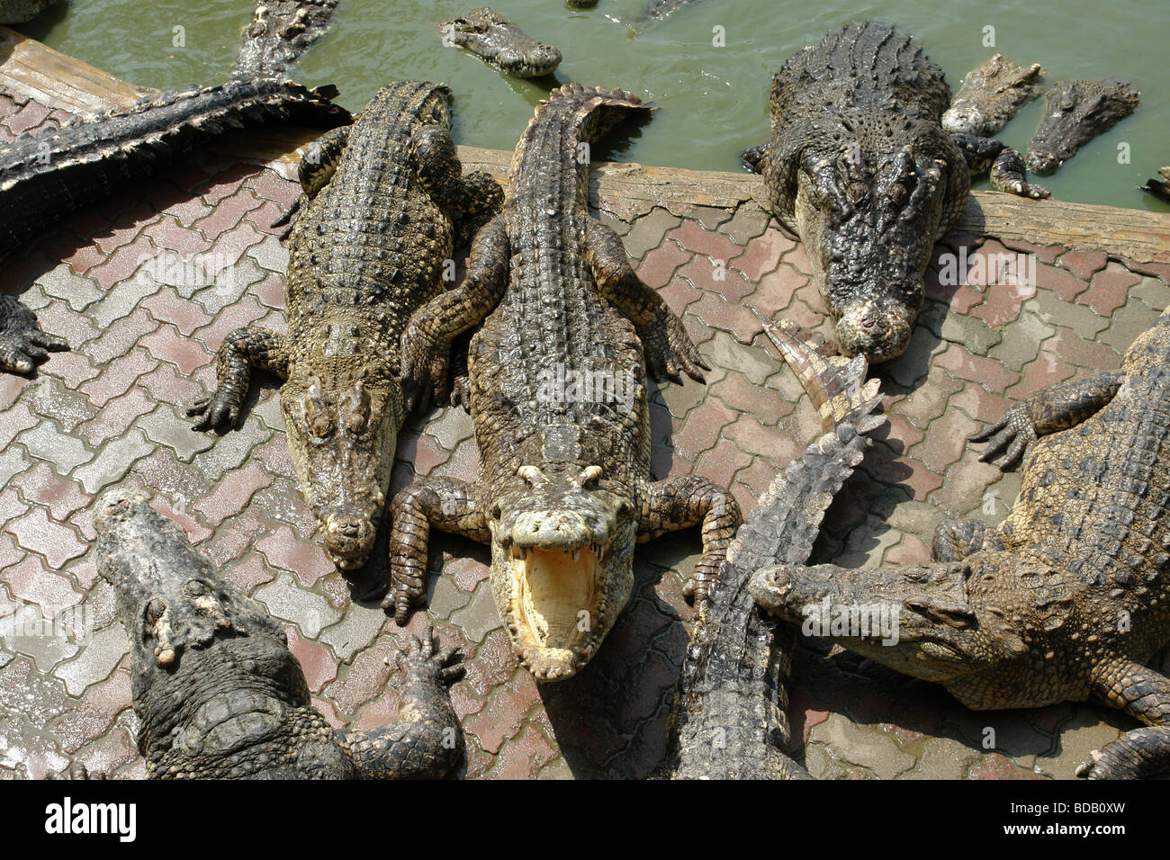 Samutprakarn Thailand 2006 Stock Photo - Alamy