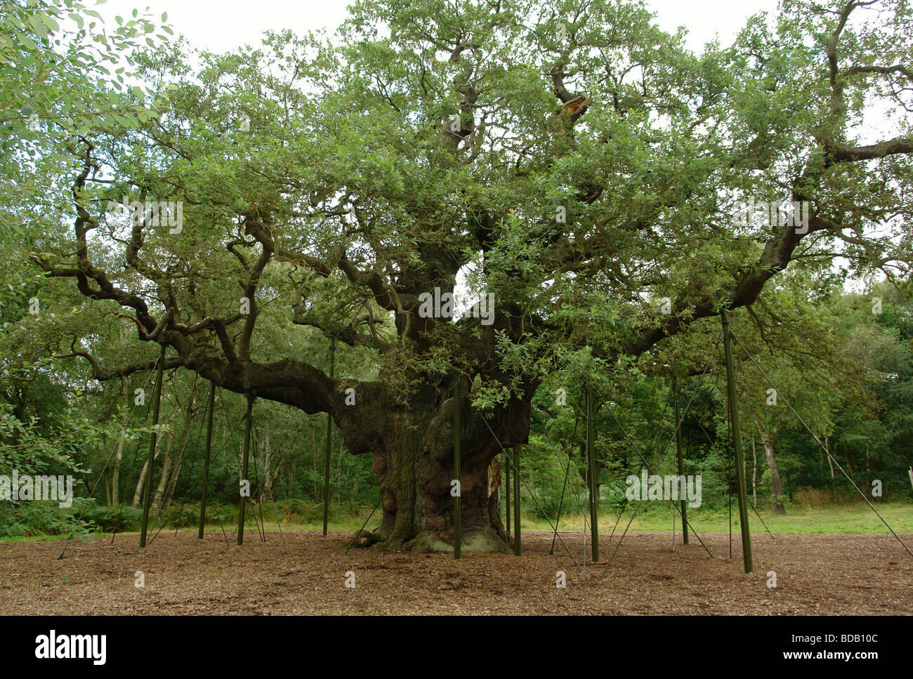 The Major Oak in Sherwood Forest near the village of Edwinstowe ...