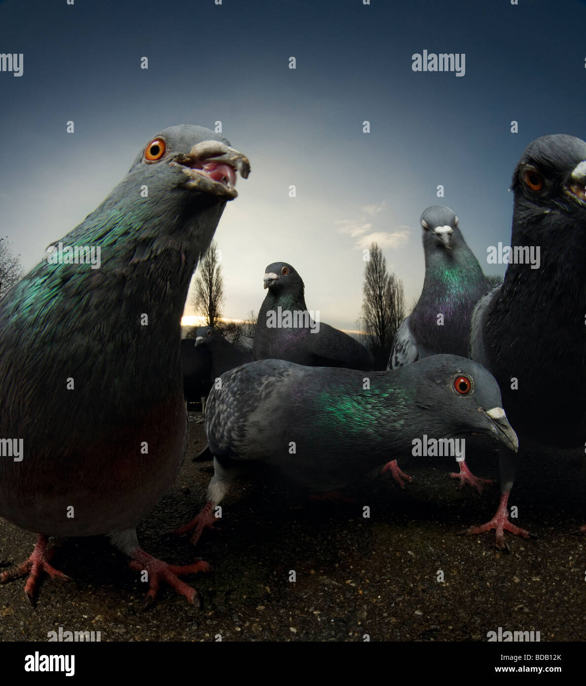 Pigeon humour hi-res stock photography and images - Alamy