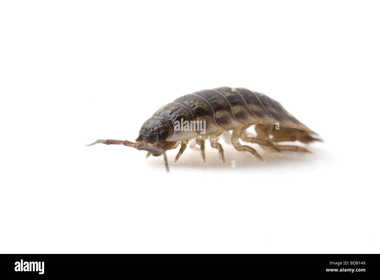Common Woodlouse, Oniscus asellus Stock Photo - Alamy