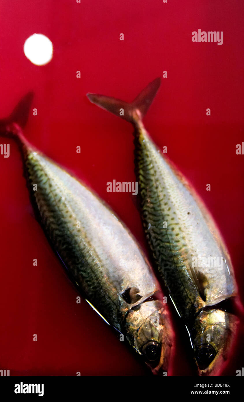 Bloody water hi-res stock photography and images - Alamy