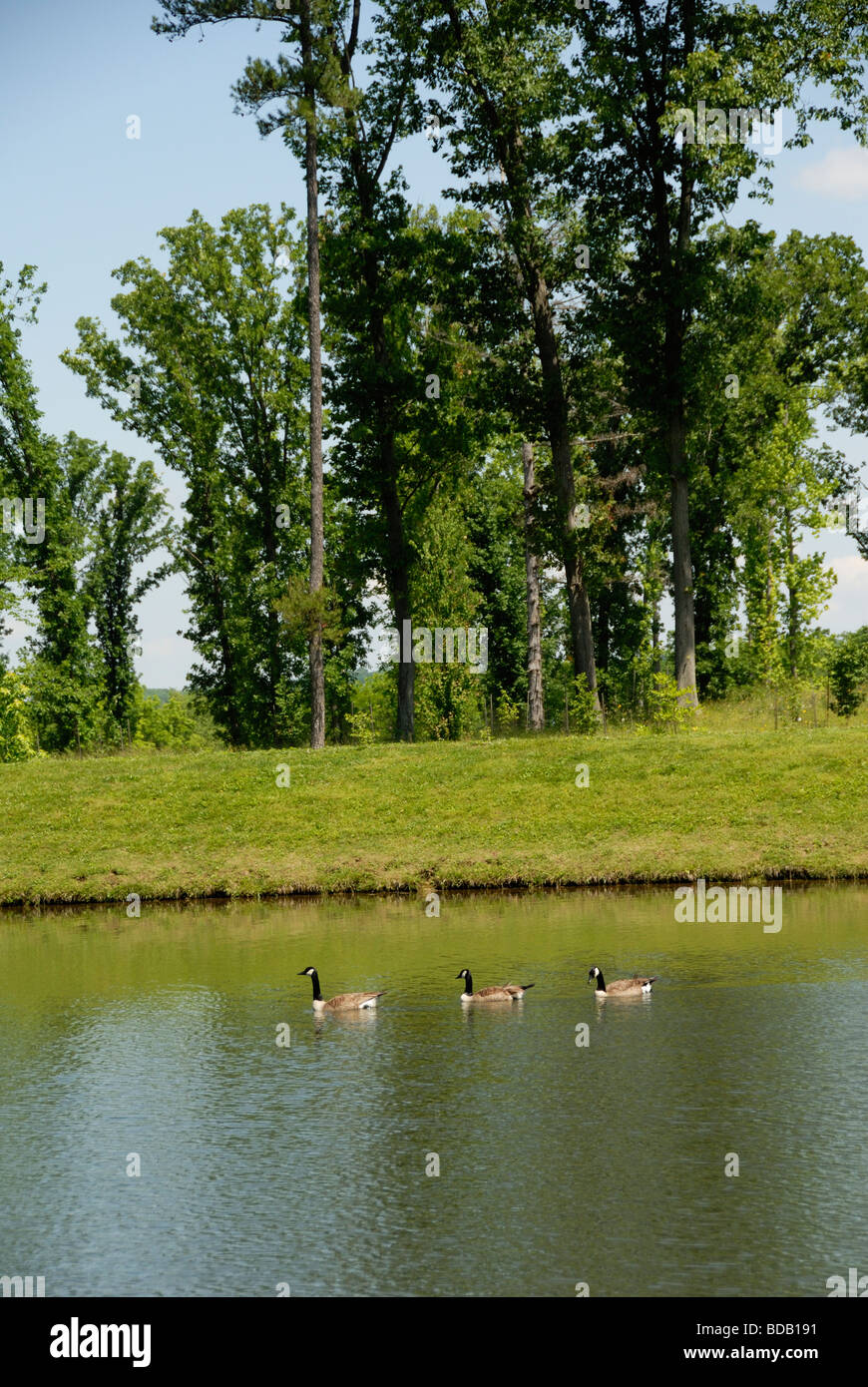 Canadian Geese on a pond Stock Photo - Alamy