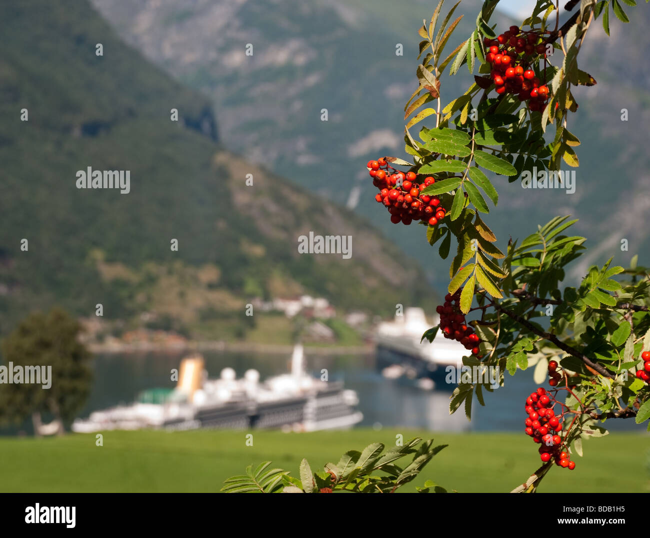 Rowan Berries and Cruise Ships at Geiranger, Norway Stock Photo - Alamy