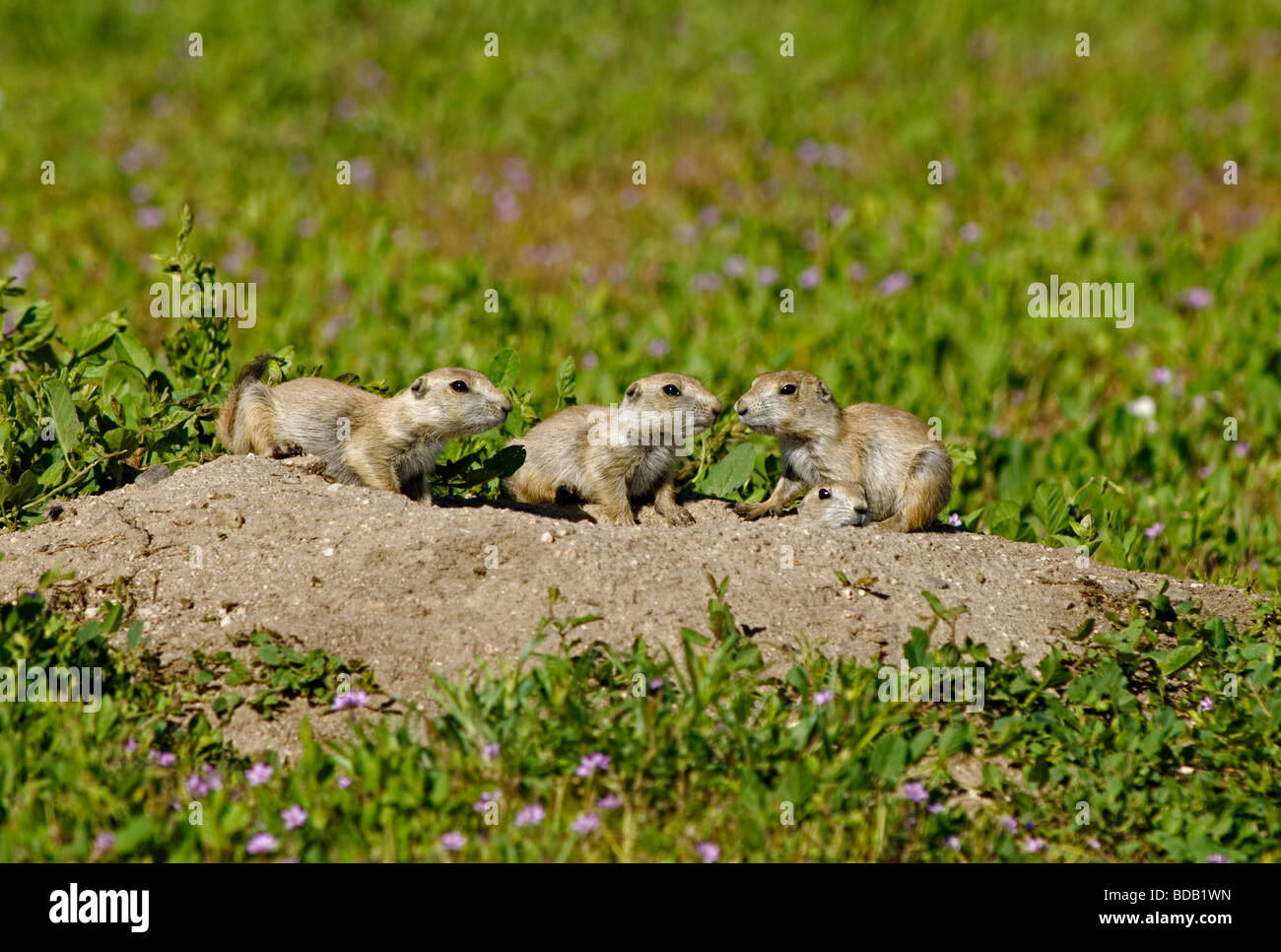 Do Prairie Dogs Have Tails