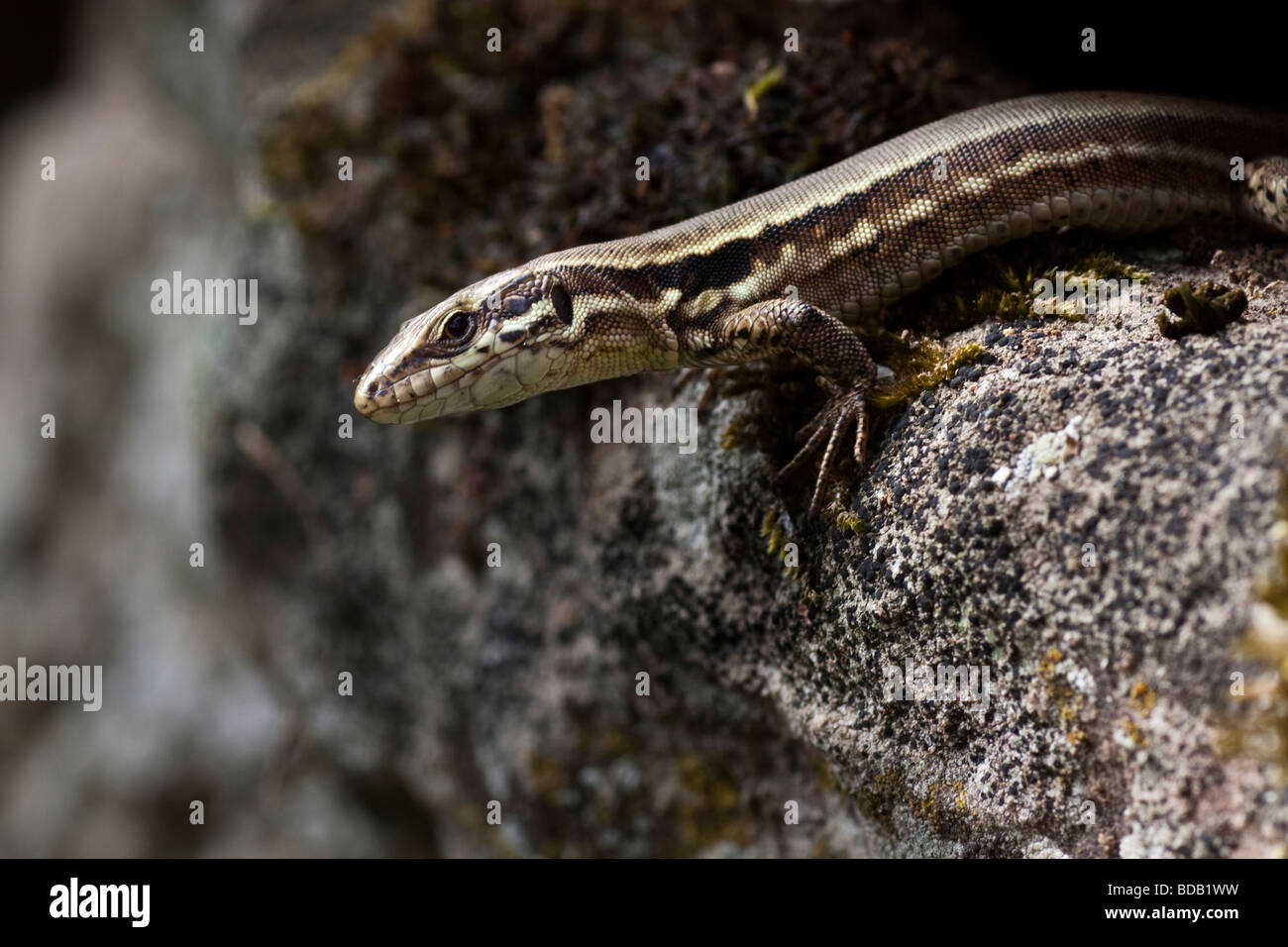 Common Wall Lizard - Podarcis muralis Stock Photo - Alamy